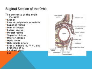 Orbital anatomy | PPT