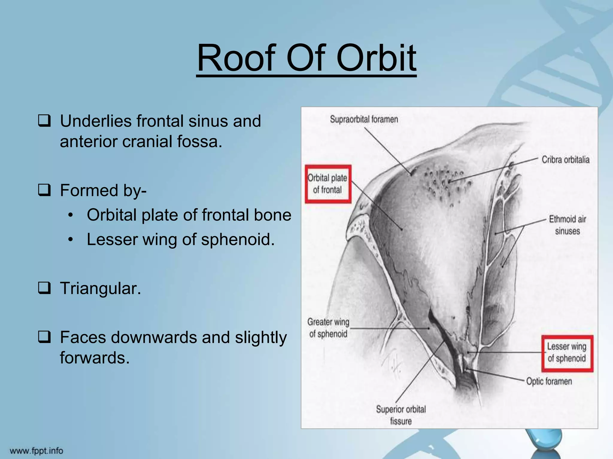 Orbital anatomy | PPTX