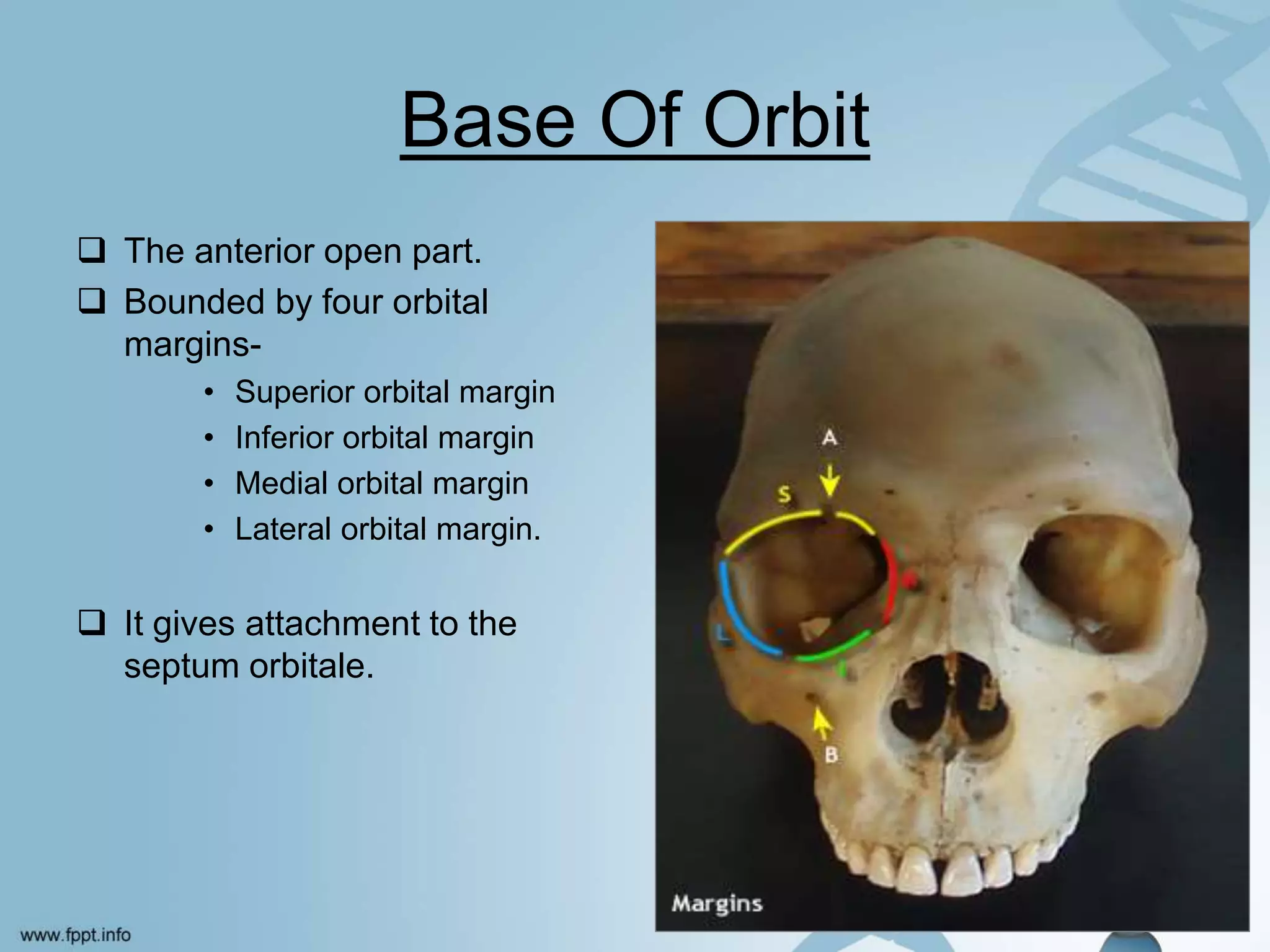 Orbital anatomy | PPTX