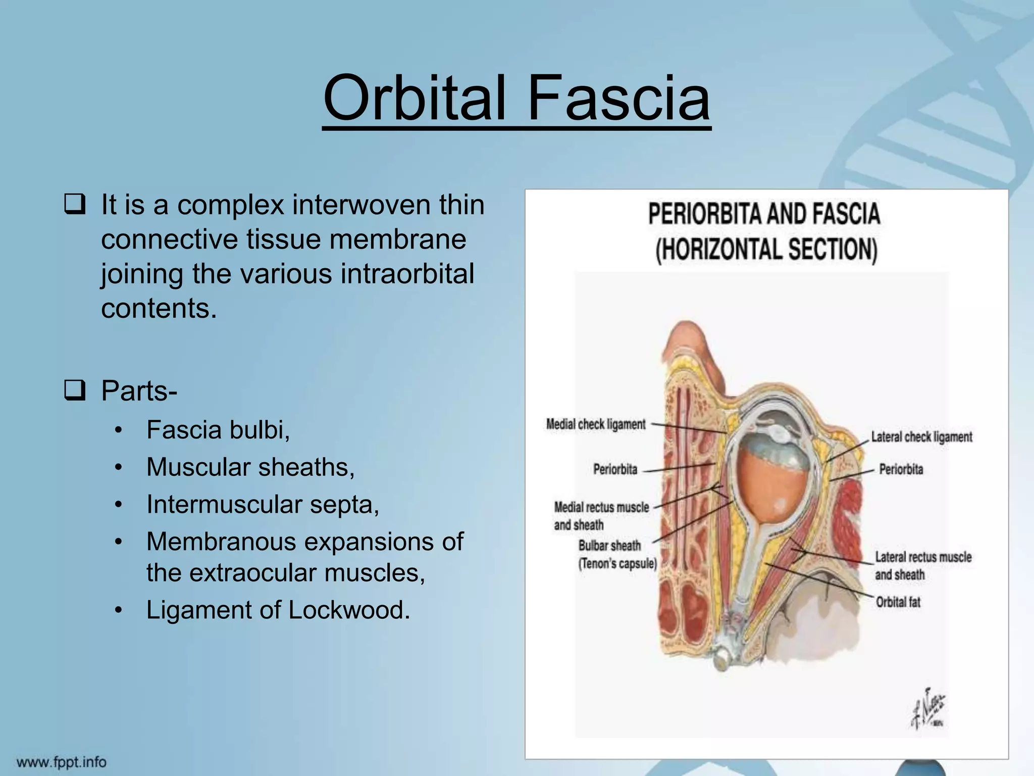 Orbital anatomy | PPTX