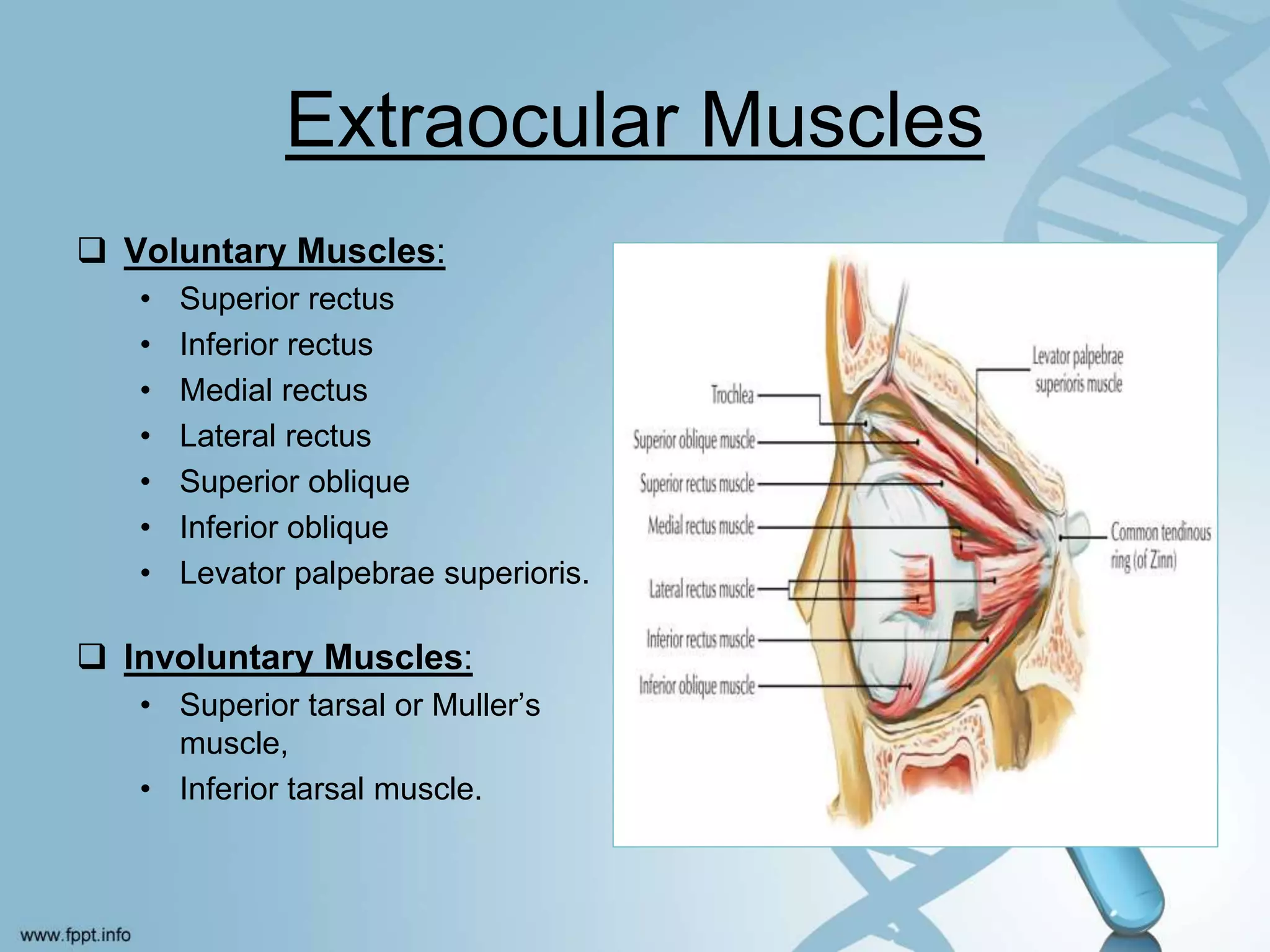 Orbital anatomy | PPTX