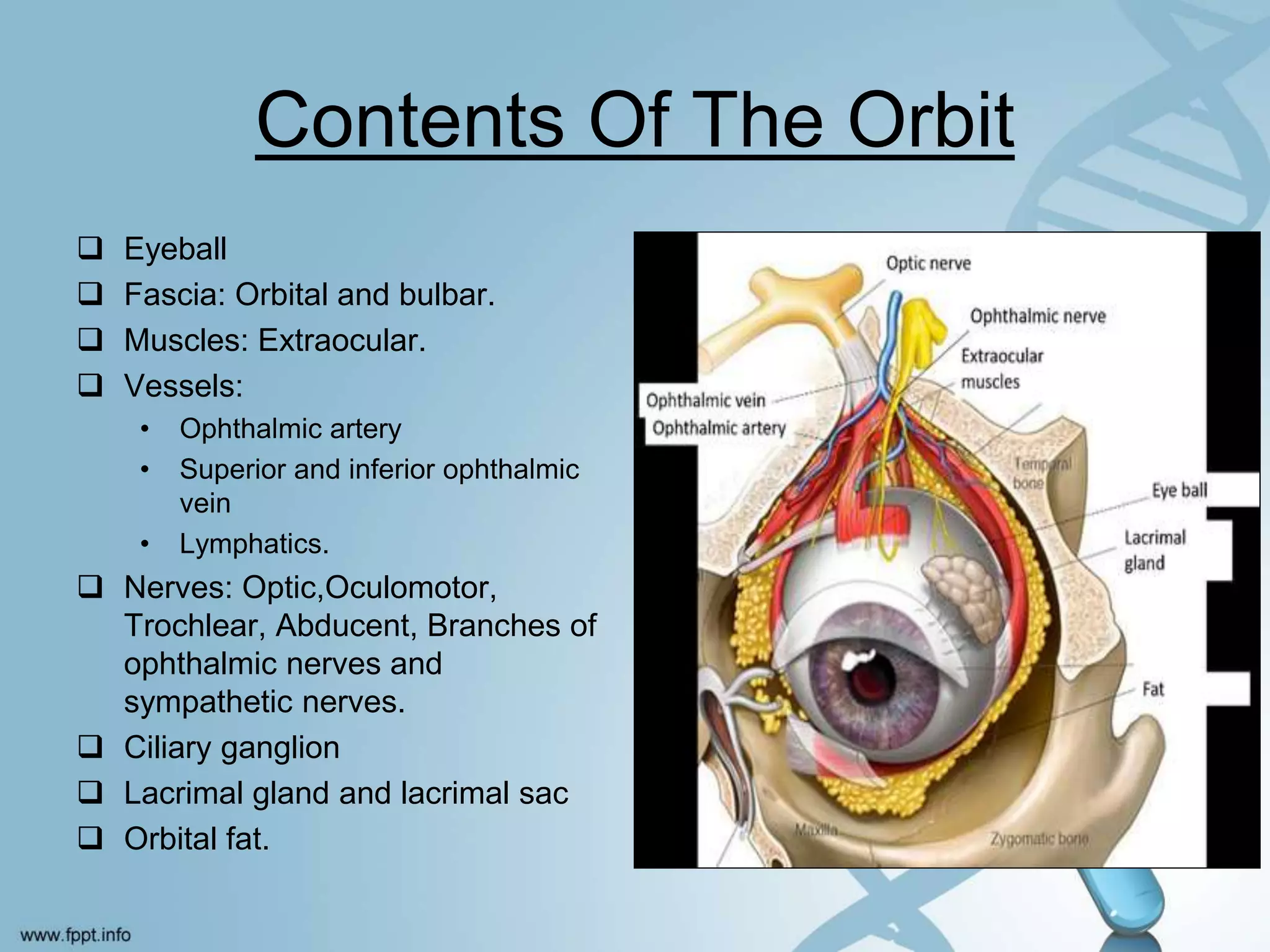 Orbital anatomy | PPTX