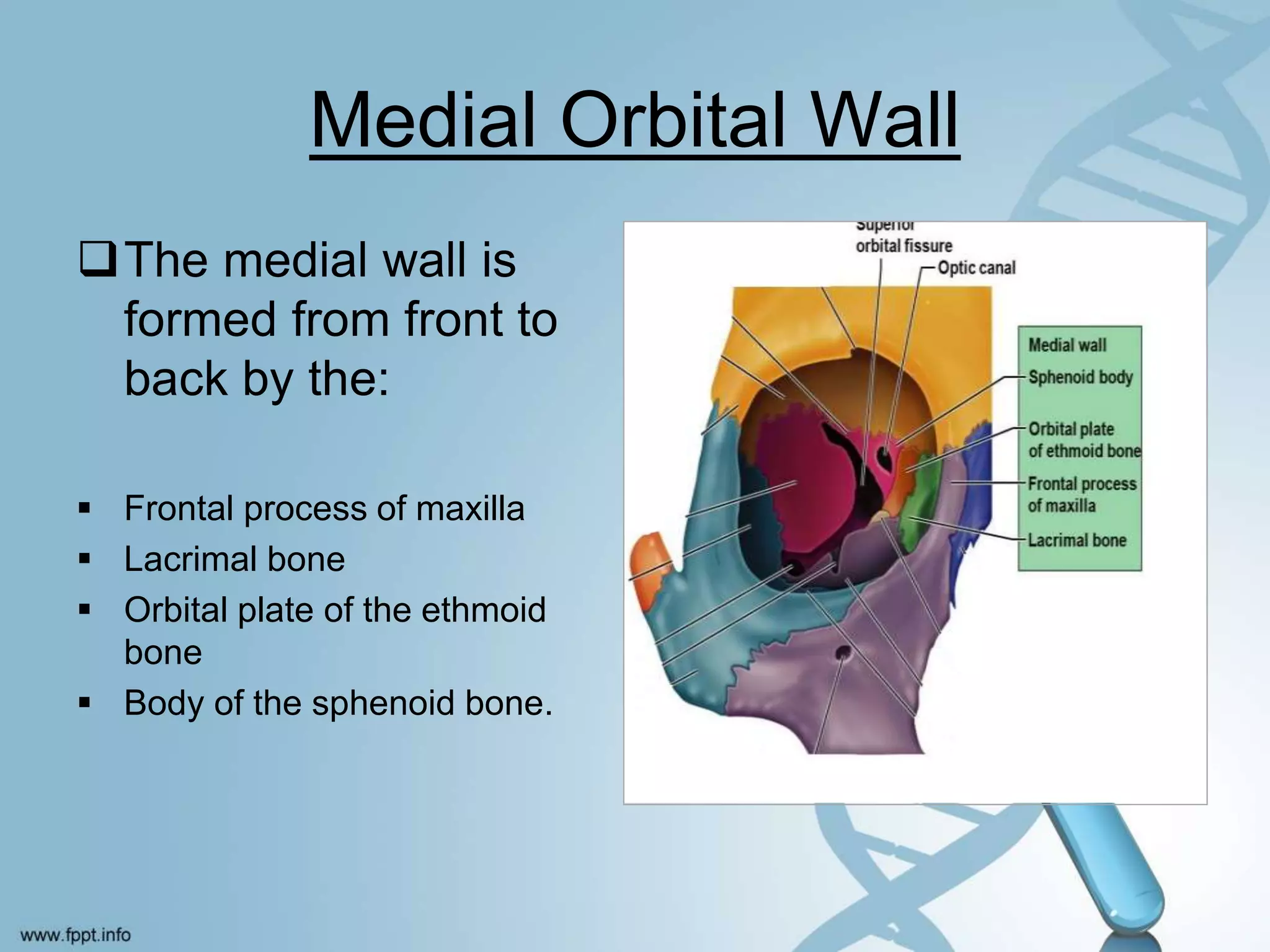 Orbital anatomy | PPTX