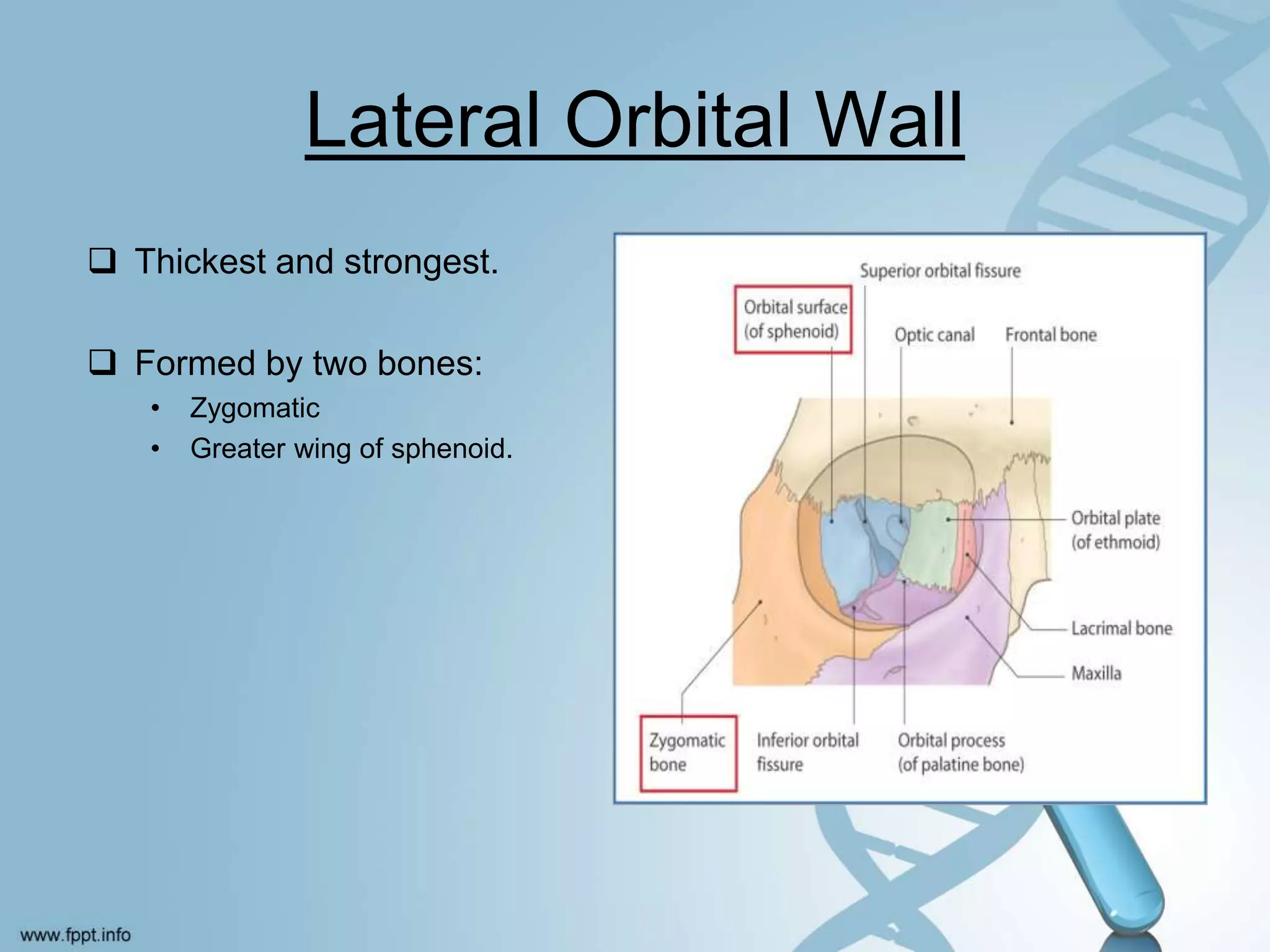 Orbital anatomy | PPTX