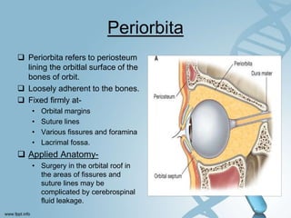 Periorbita