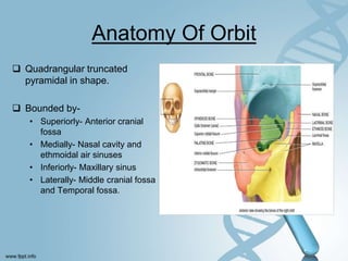 Orbital anatomy | PPTX | Ear, Nose and Throat Conditions | Diseases and ...