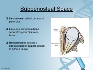 Orbital anatomy | PPTX | Ear, Nose and Throat Conditions | Diseases and ...