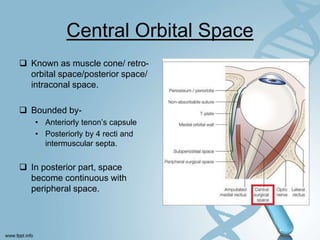 Orbital anatomy | PPTX | Ear, Nose and Throat Conditions | Diseases and ...