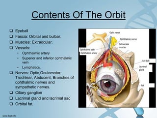 Orbital anatomy | PPTX | Ear, Nose and Throat Conditions | Diseases and ...