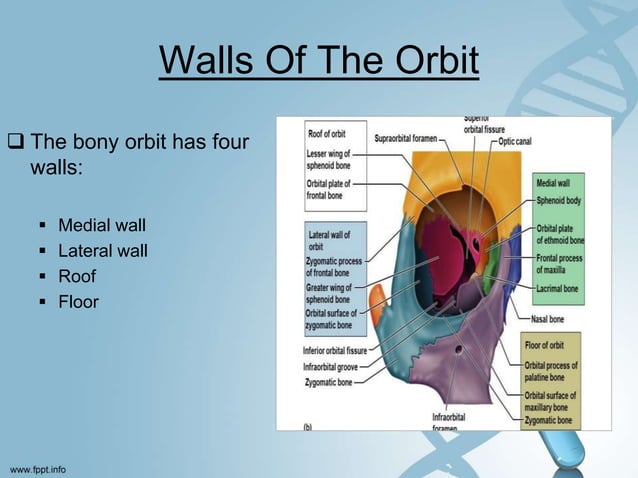 Orbital anatomy | PPTX | Ear, Nose and Throat Conditions | Diseases and ...