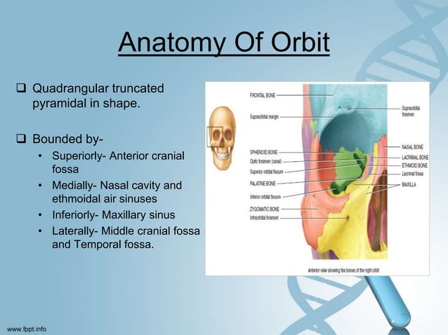 Orbital anatomy | PPT