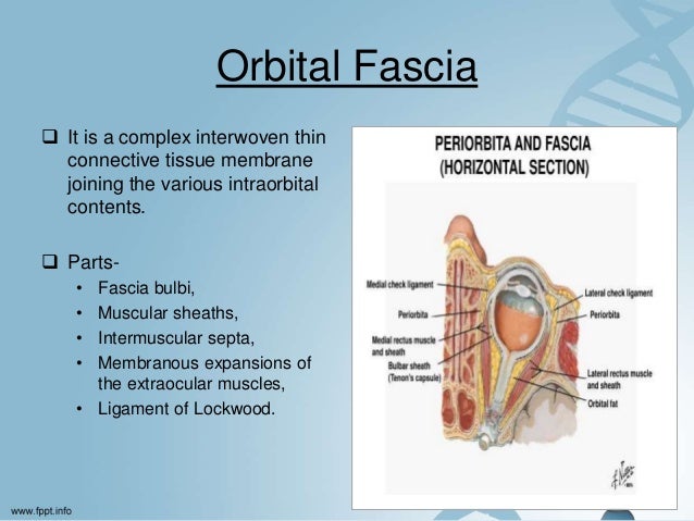 Orbital anatomy