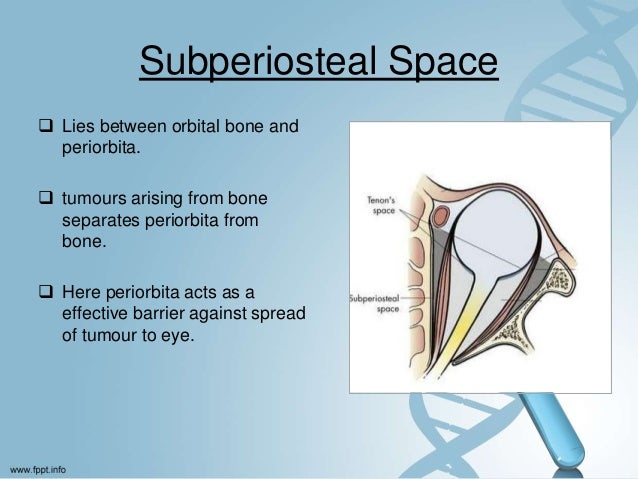 Orbital anatomy