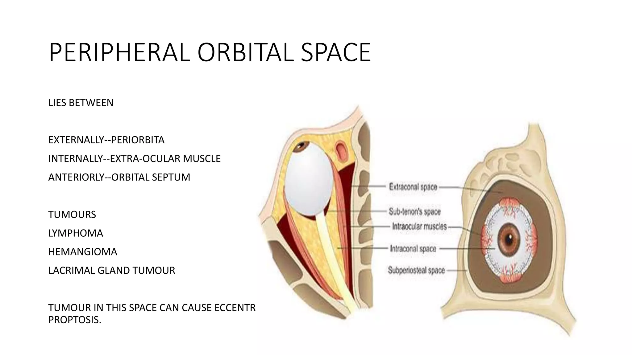ORBITAL ANATOMY.pptx