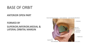 ORBITAL ANATOMY.pptx
