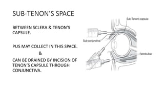 ORBITAL ANATOMY.pptx