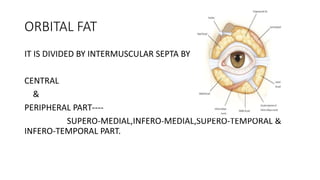 ORBITAL ANATOMY.pptx