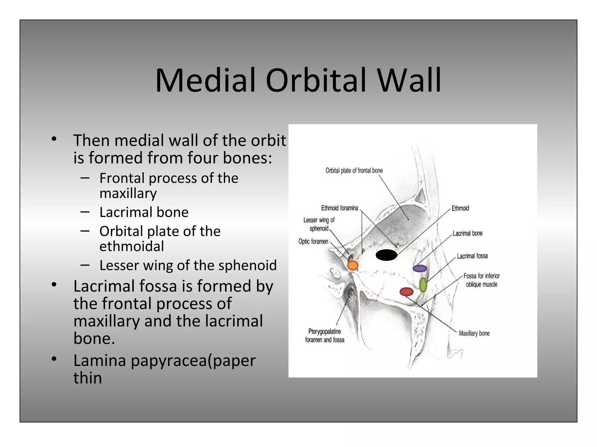 Orbital anatomy | PPT