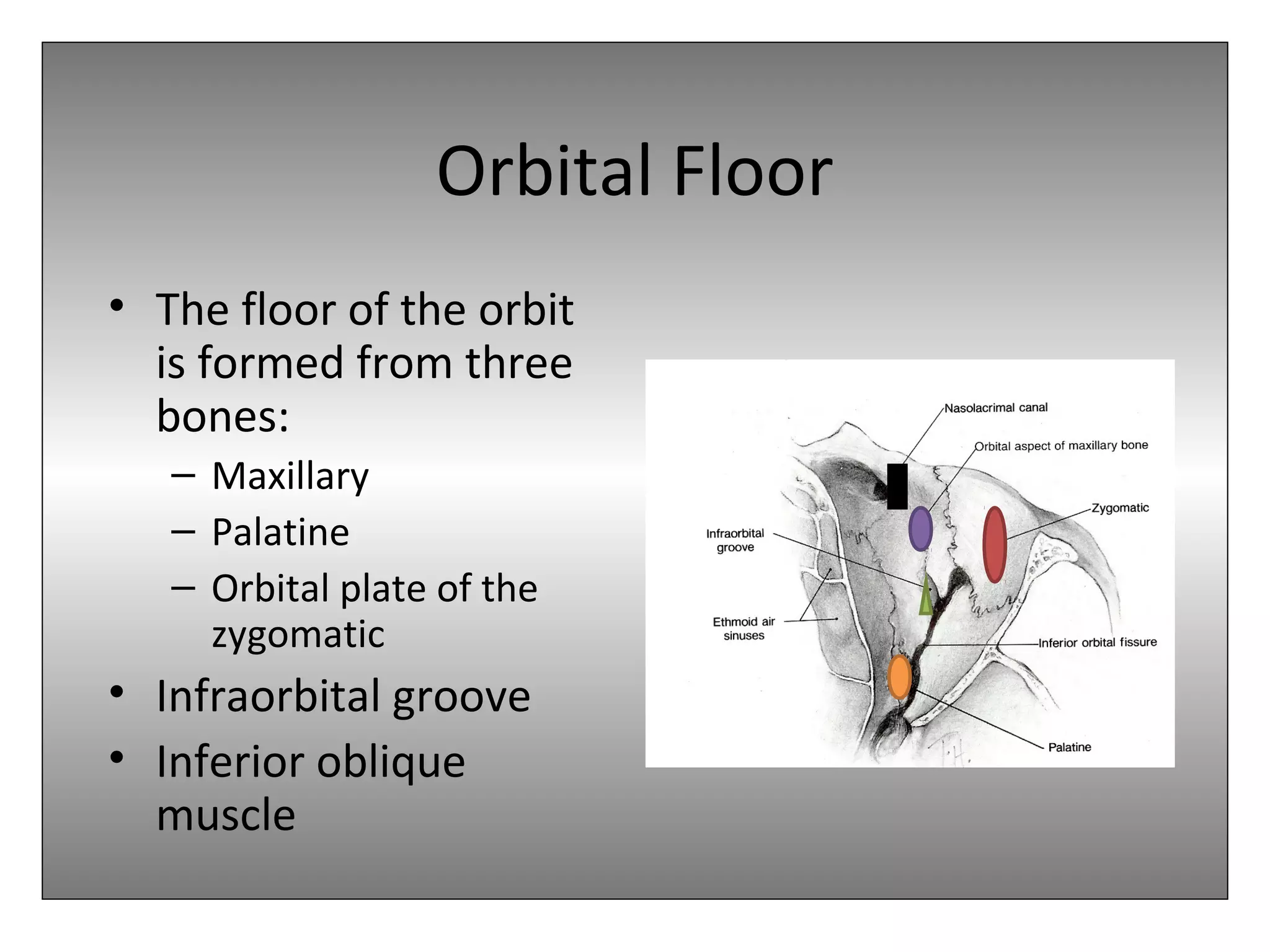 Orbital anatomy | PPT