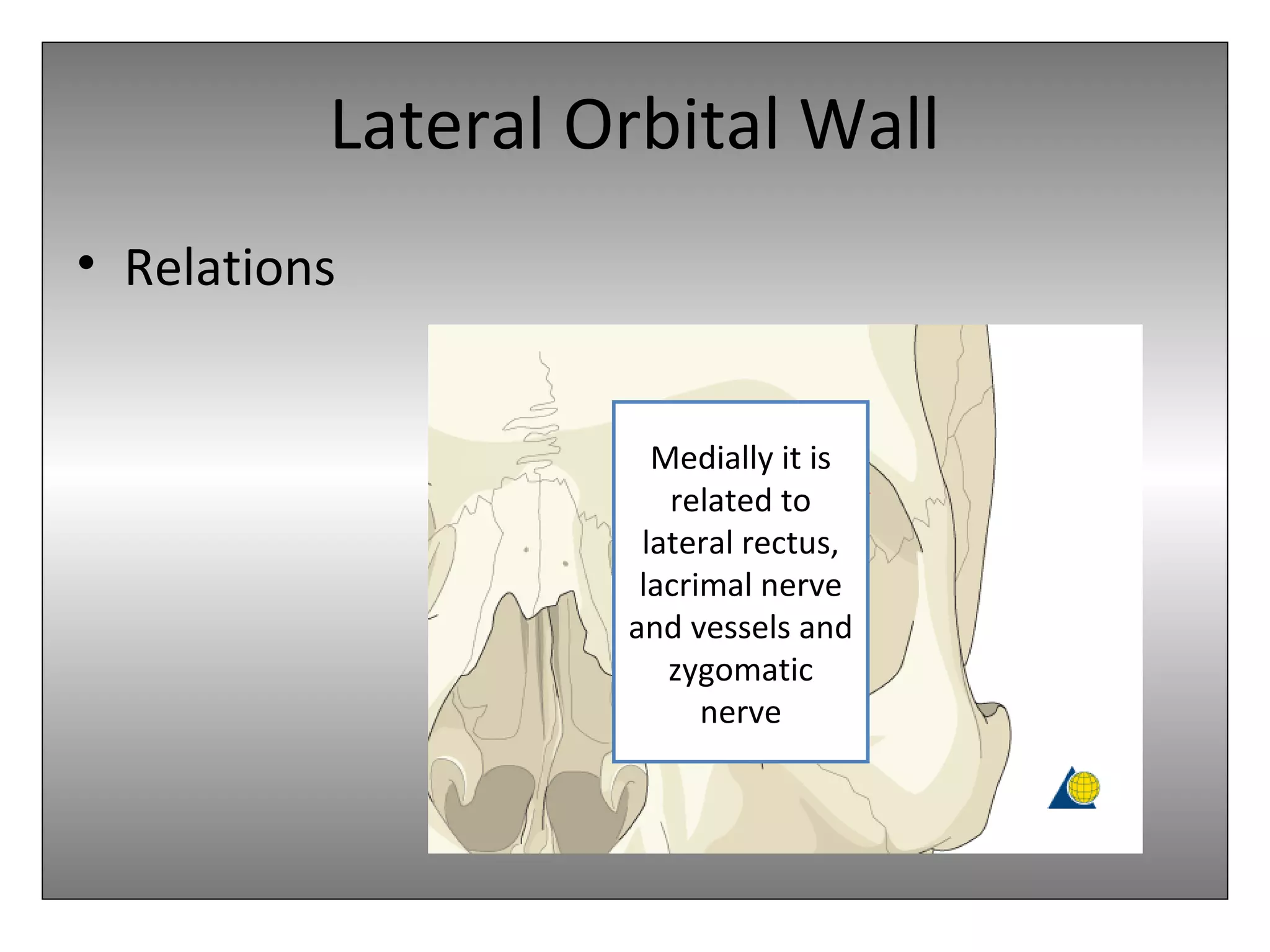 Orbital anatomy | PPT