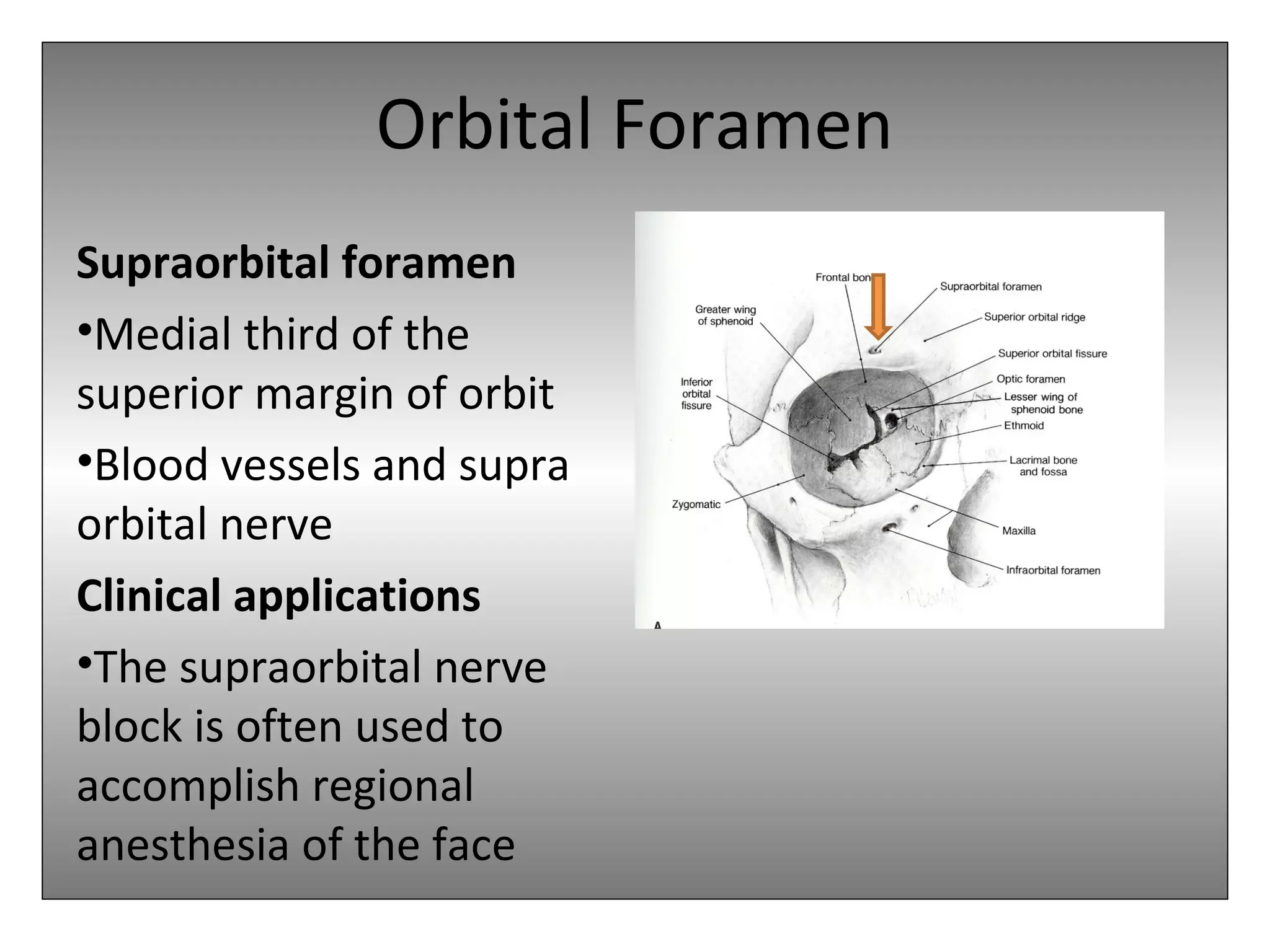 Orbital anatomy | PPT