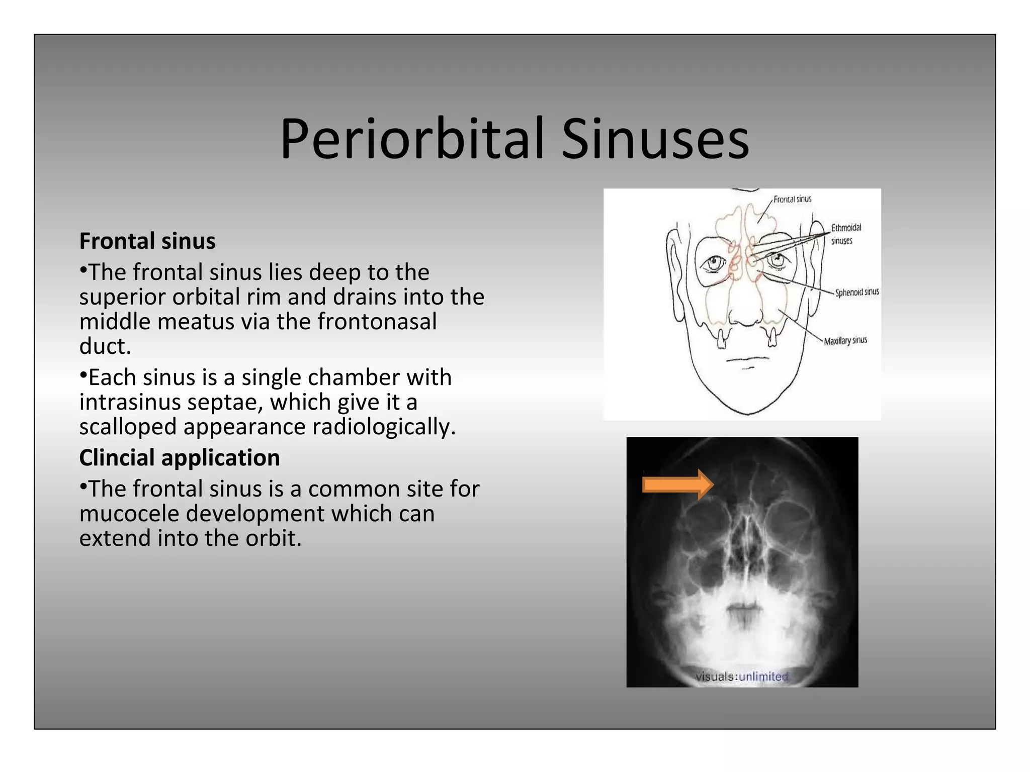 Orbital anatomy | PPT