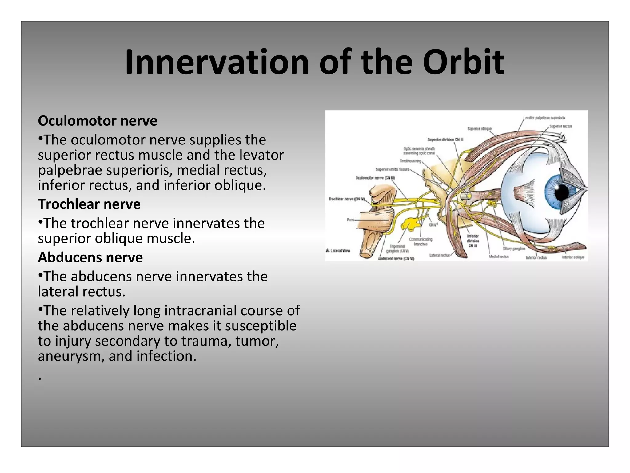 Orbital anatomy | PPT