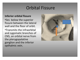 Superior Orbital Fissure Nerves