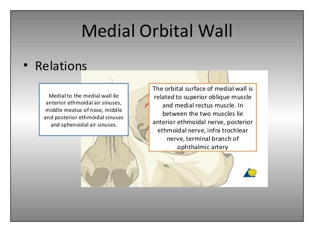 Orbital Anatomy