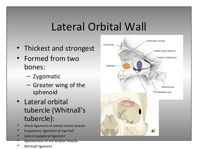 Orbital anatomy