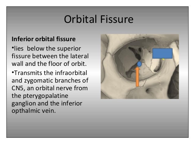 Orbital anatomy