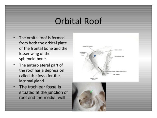 Orbital anatomy