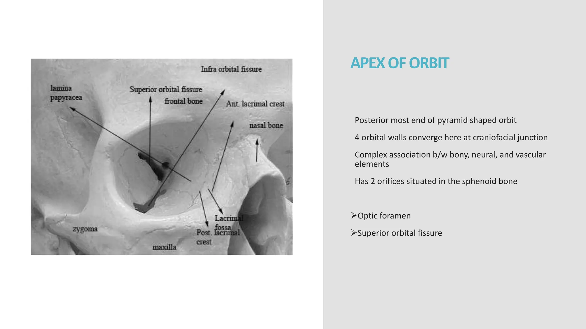 Orbital Apex conditions ophthalmology.pptx