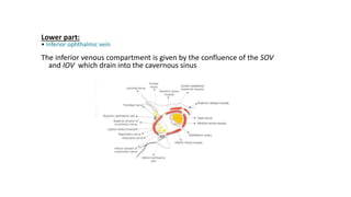 Orbital Apex conditions ophthalmology.pptx