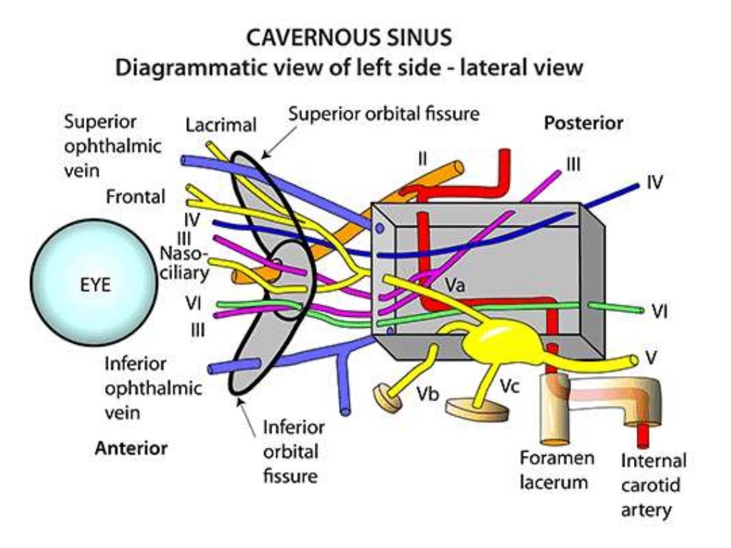 Orbital Apex Syndrome