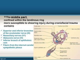 Orbital Apex Anatomy