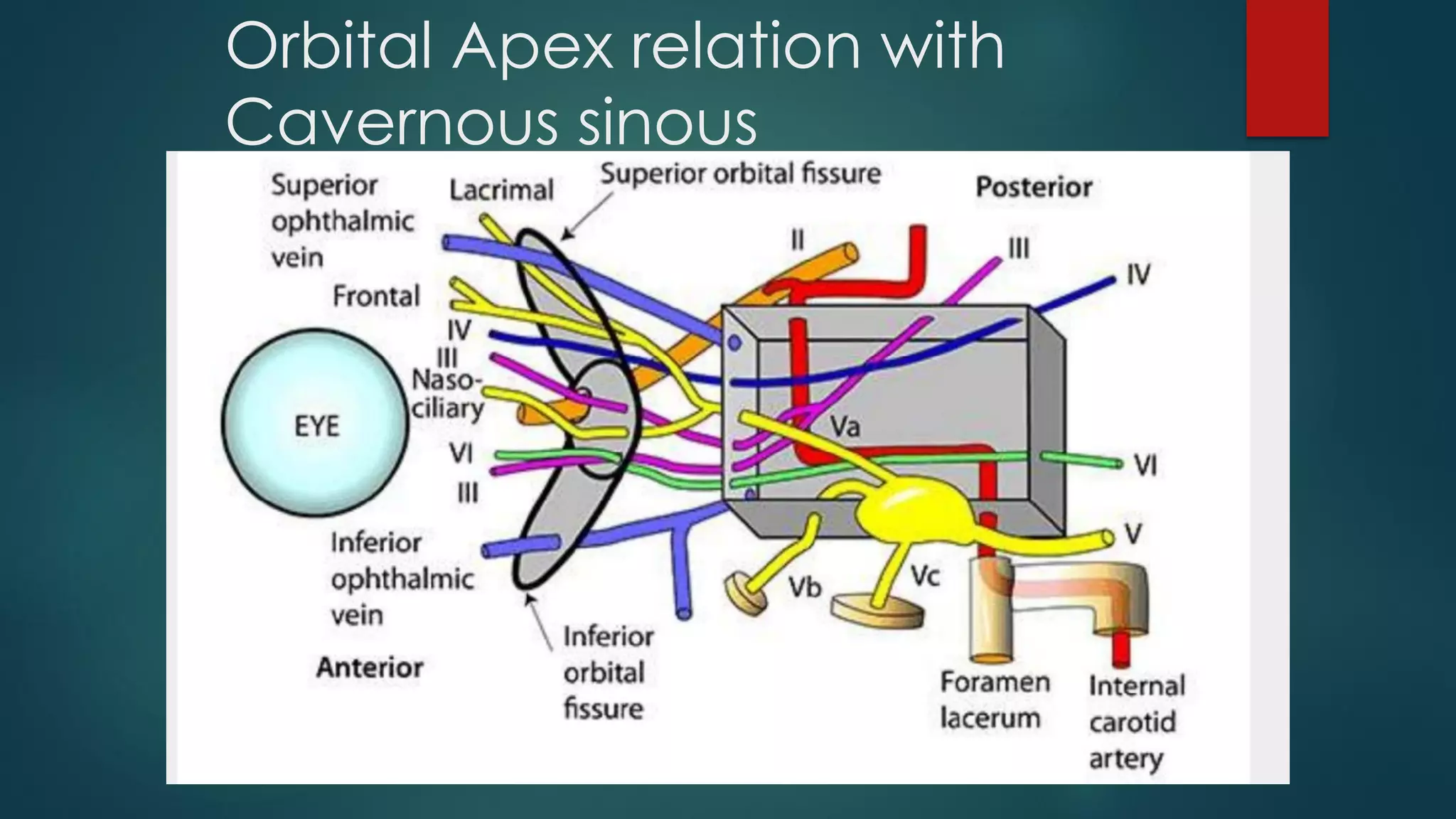 Orbital apex syndrome | PDF