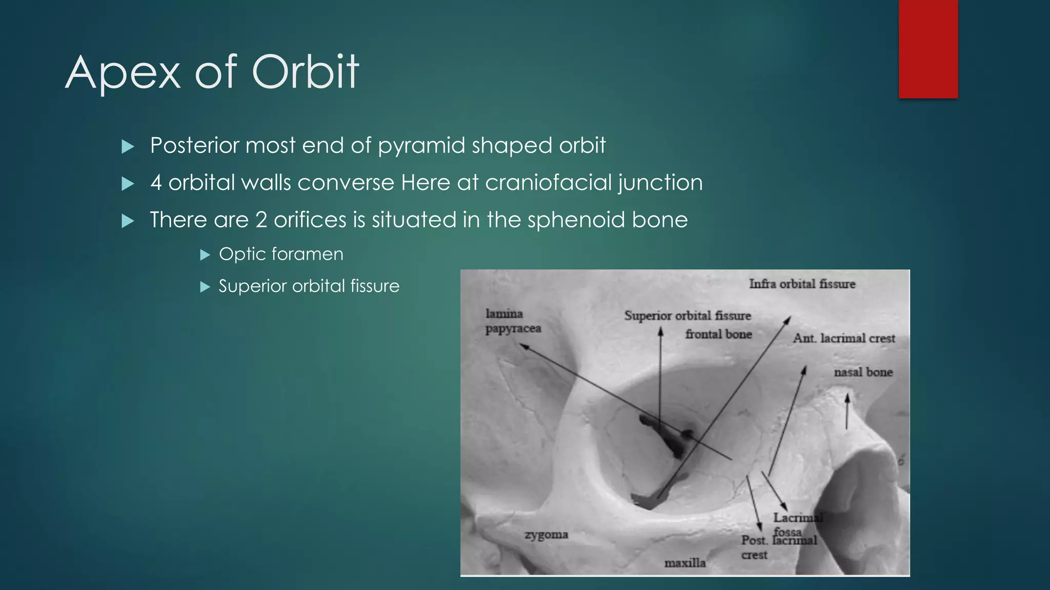 Orbital apex syndrome | PDF