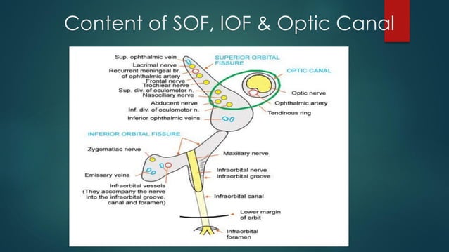 Orbital apex syndrome | PDF | Ear, Nose and Throat Conditions ...