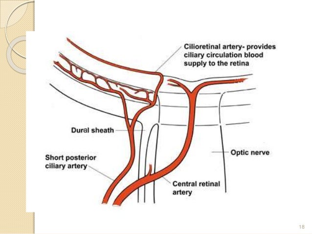 Orbital blood supply