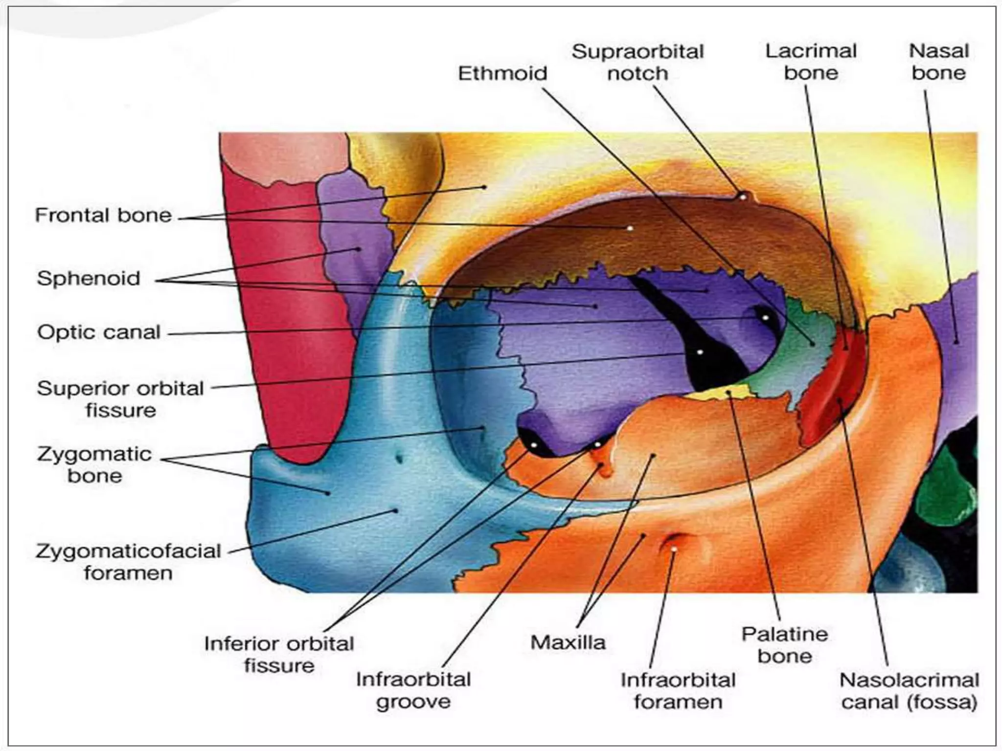 Anatomy Of Orbital Cavity Its Contents Pptx