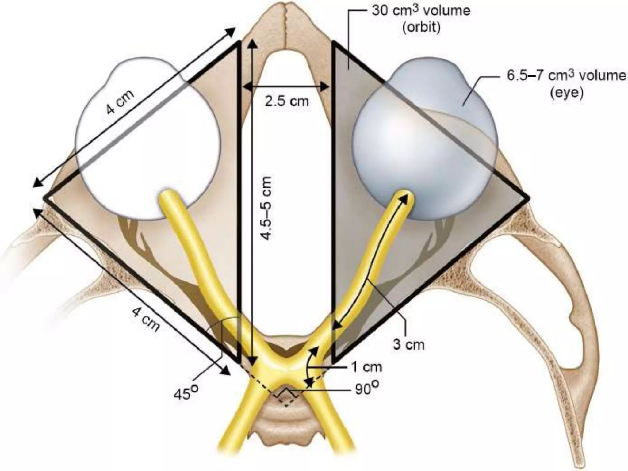 Anatomy of Orbital cavity & its contents.pptx
