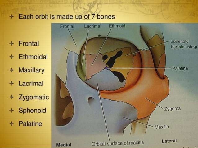 Anatomy of Orbital cavity & its contents.pptx