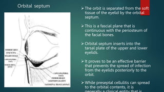 orrrbirbitalcellulitis-160628172354.pptx