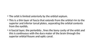 Orbital contents and eyeballgvhGGJAyWiwgwkwyyuwyw | PPTX