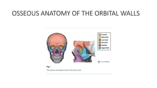 Orbital contents and eyeballgvhGGJAyWiwgwkwyyuwyw | PPTX