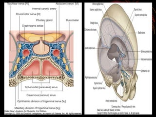 Orbital disaese lec by dr abdul basir safi | PDF