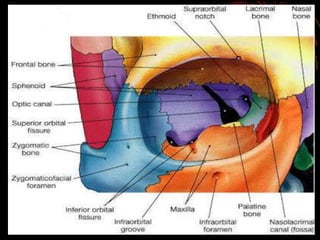 Orbital disaese lec by dr abdul basir safi | PDF