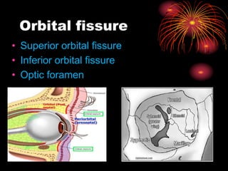 Orbital disaese lec by dr abdul basir safi | PDF