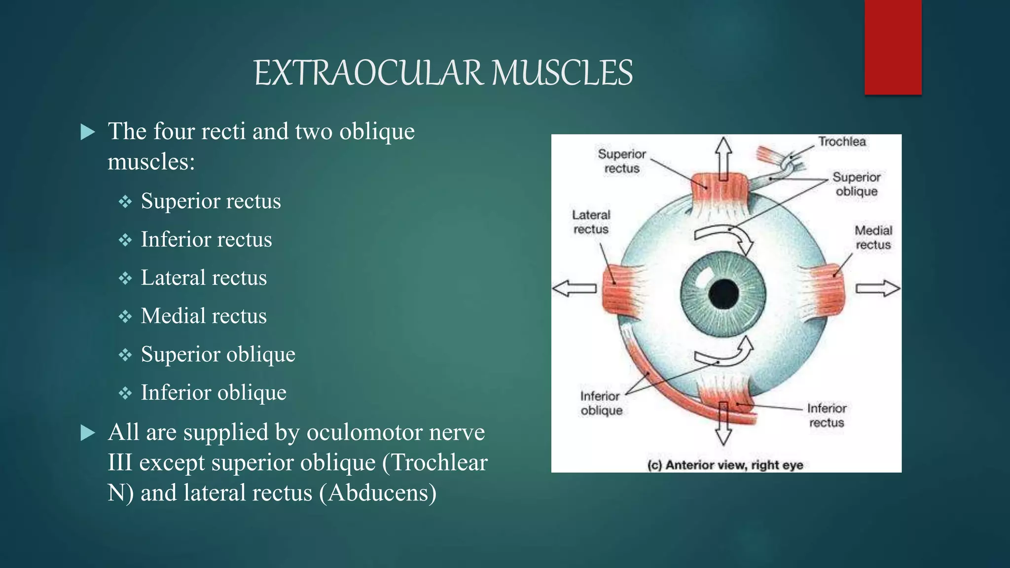 Orbital fracture | PPTX